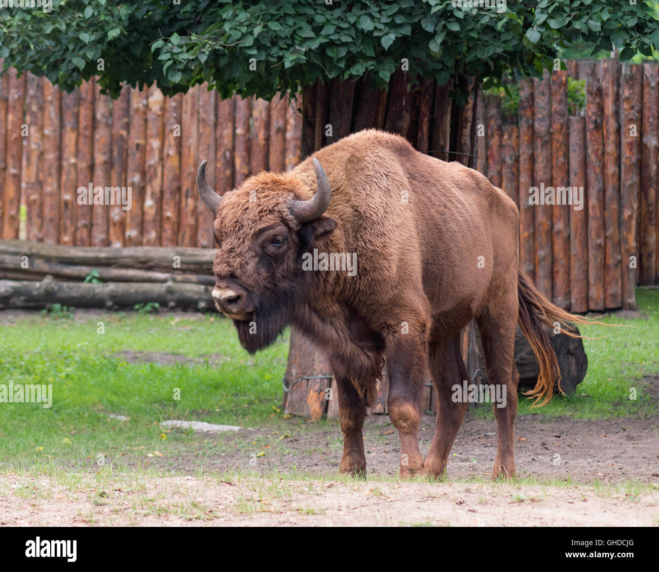 European Bison in zoo Stock Photo - Alamy
