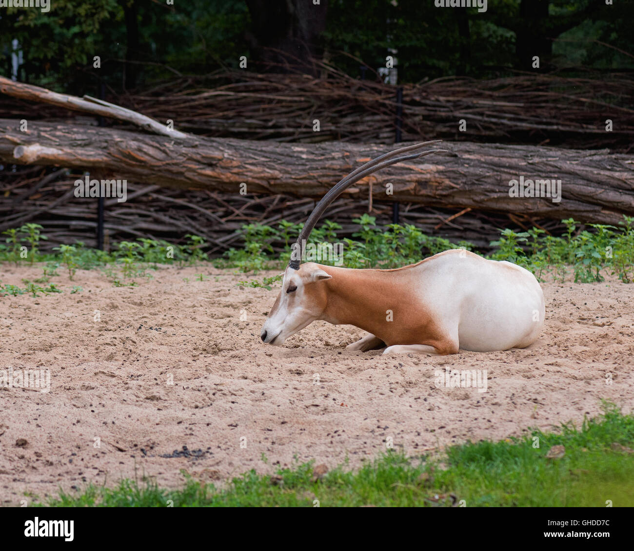 Long horn oryx hi-res stock photography and images - Alamy