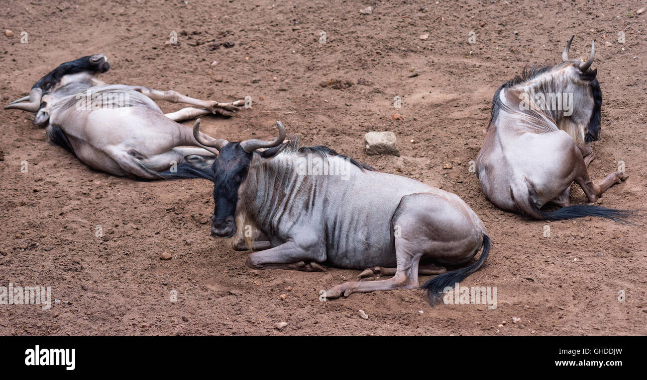 White bearded wildebeest Stock Photo - Alamy