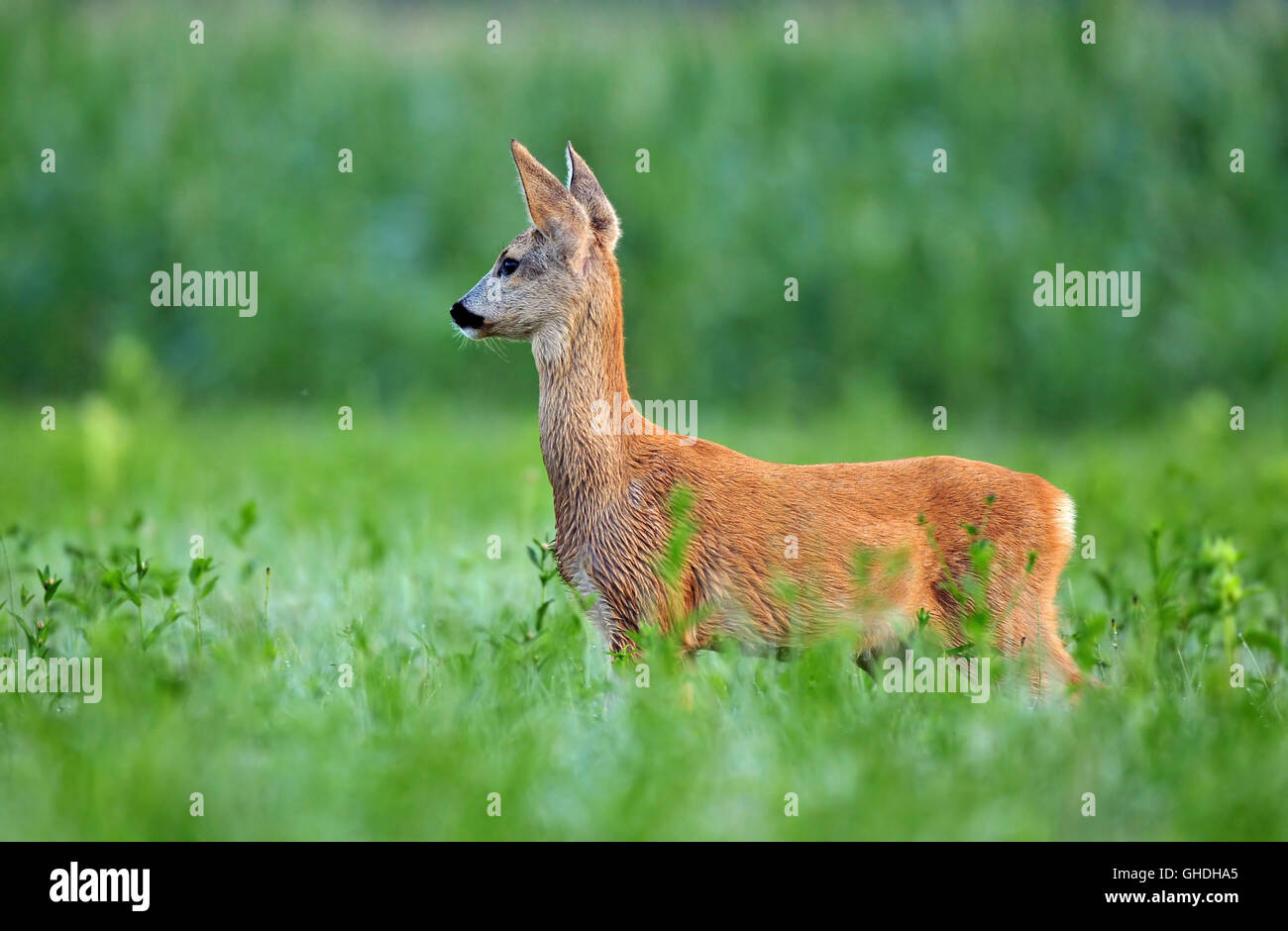 Roe deer cub hi-res stock photography and images - Alamy