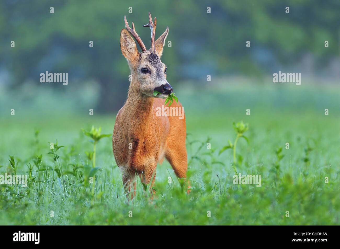 Roe Deer Eating High Resolution Stock Photography and Images - Alamy