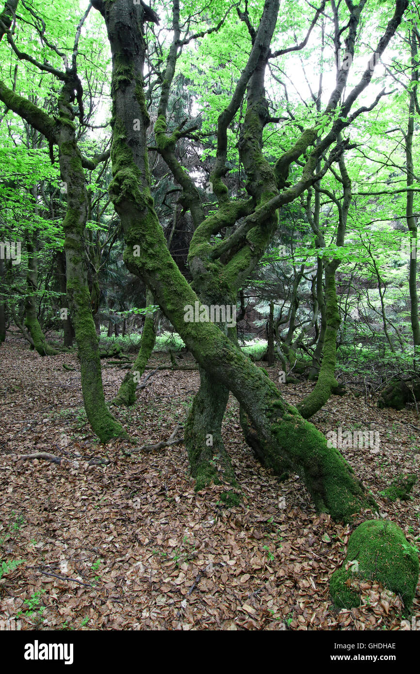 Warped beech trunks covered with a layer of moss Stock Photo - Alamy