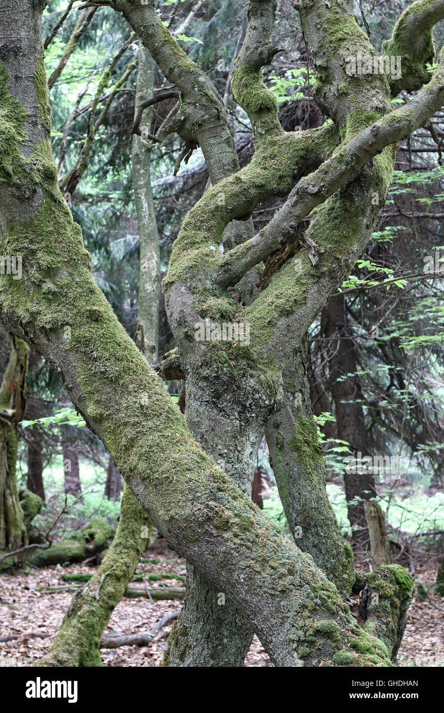 Twisted trunks of beech trees - old beech forest Stock Photo - Alamy