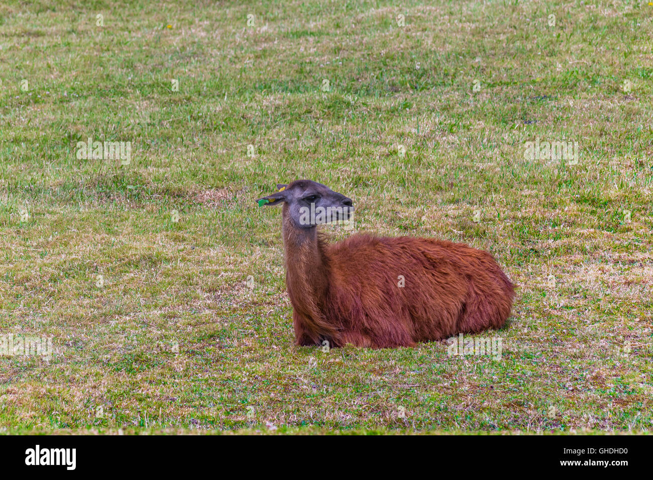 Group of llamas resting at grass at Ingapirca, Ecuador Stock Photo - Alamy