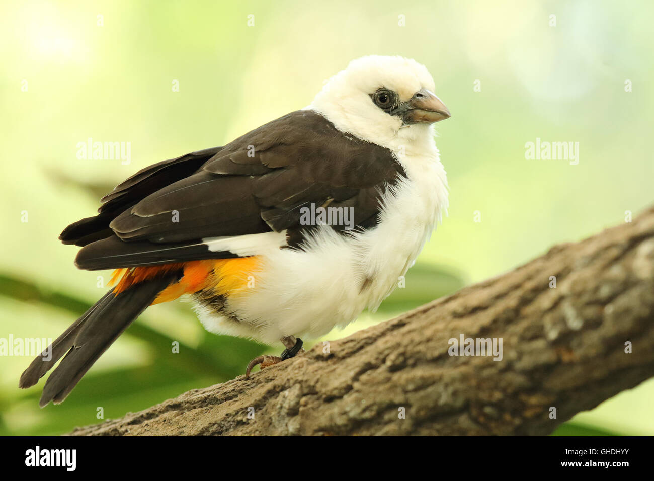 Forest weaver hi-res stock photography and images - Alamy