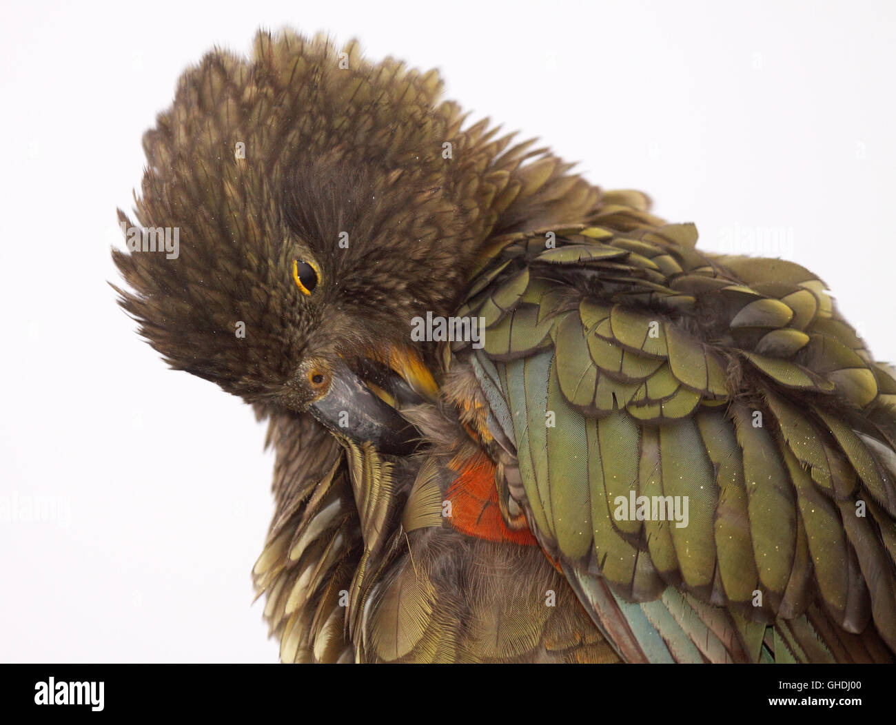 Preening parrot hi-res stock photography and images - Alamy