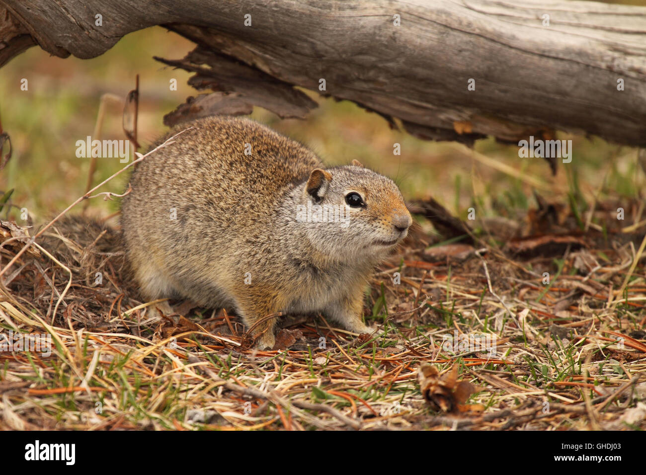 Ground Squirrel under log Stock Photo - Alamy