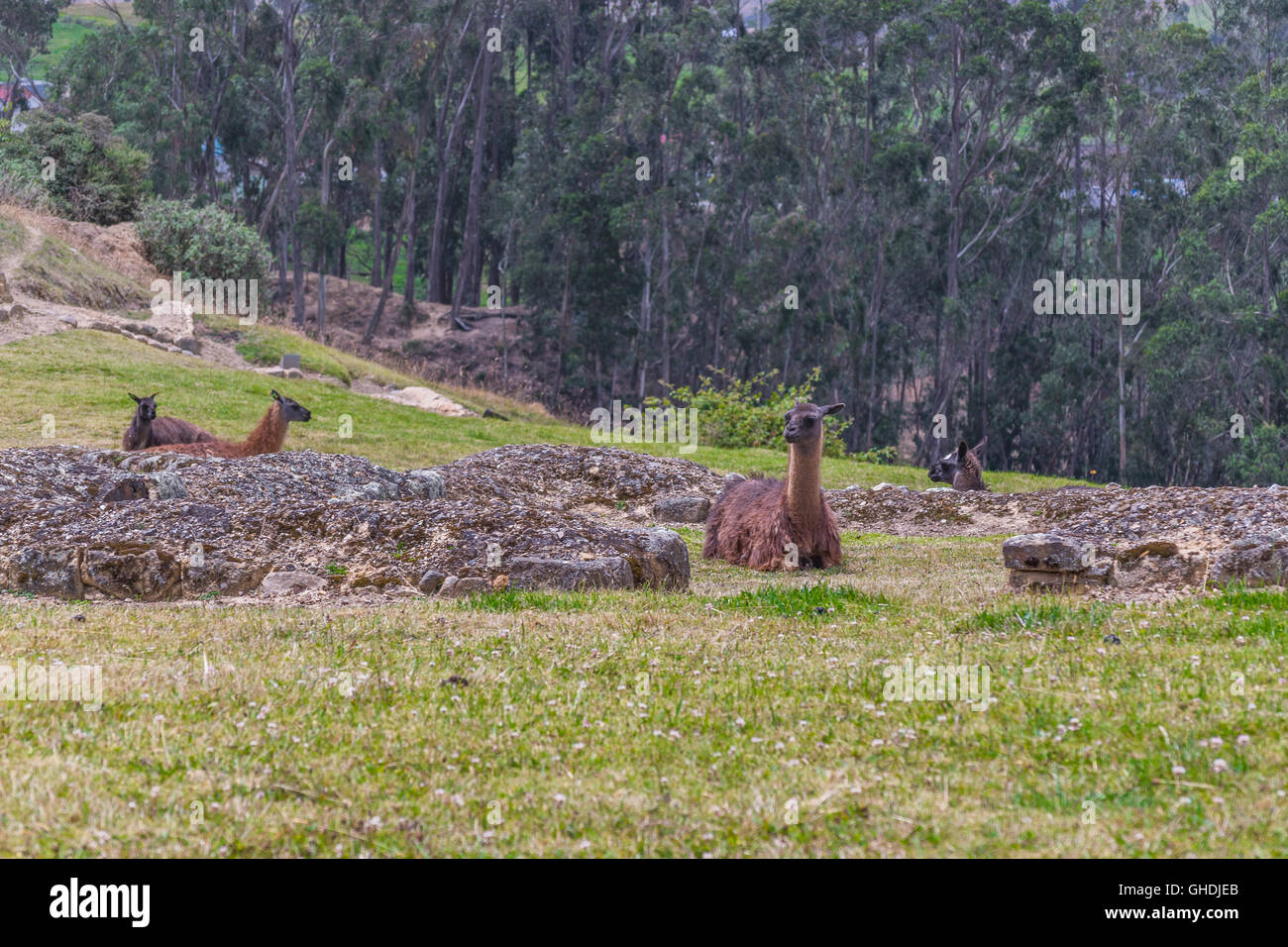 Group of llamas resting at grass at Ingapirca, Ecuador Stock Photo - Alamy