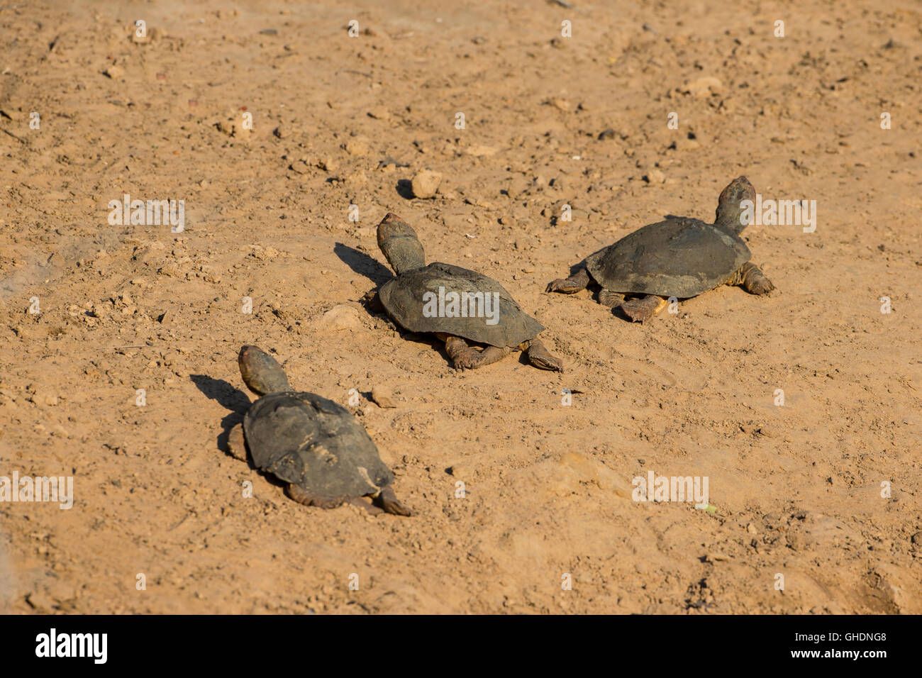 Three African Helmeted Turtles (Marsh terrapins) Pelomedusa subrufa on ...