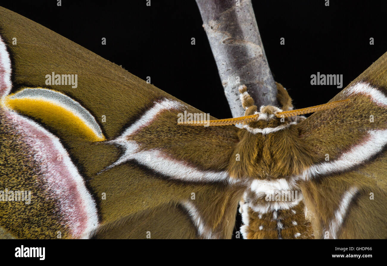 Insect moth silkmoth lepidoptera saturniidae hi-res stock photography ...