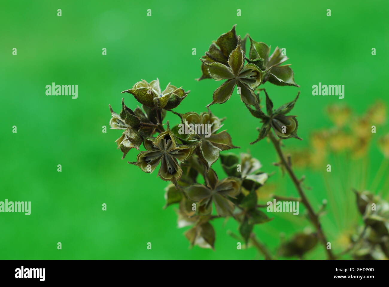 Dictamnus albus seed hi-res stock photography and images - Alamy