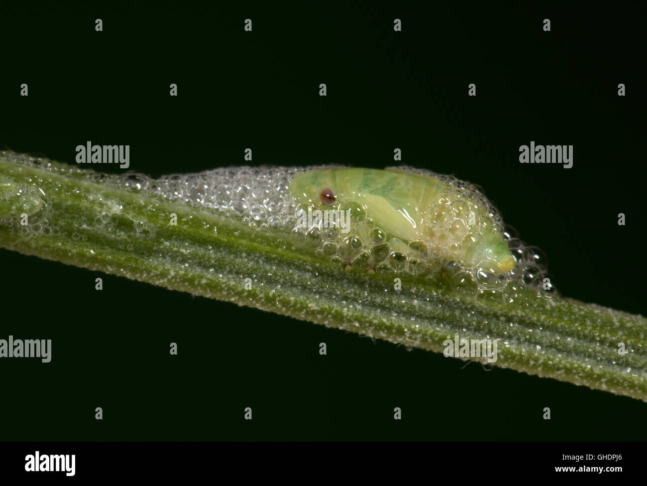 Froghopper nymph hi-res stock photography and images - Alamy