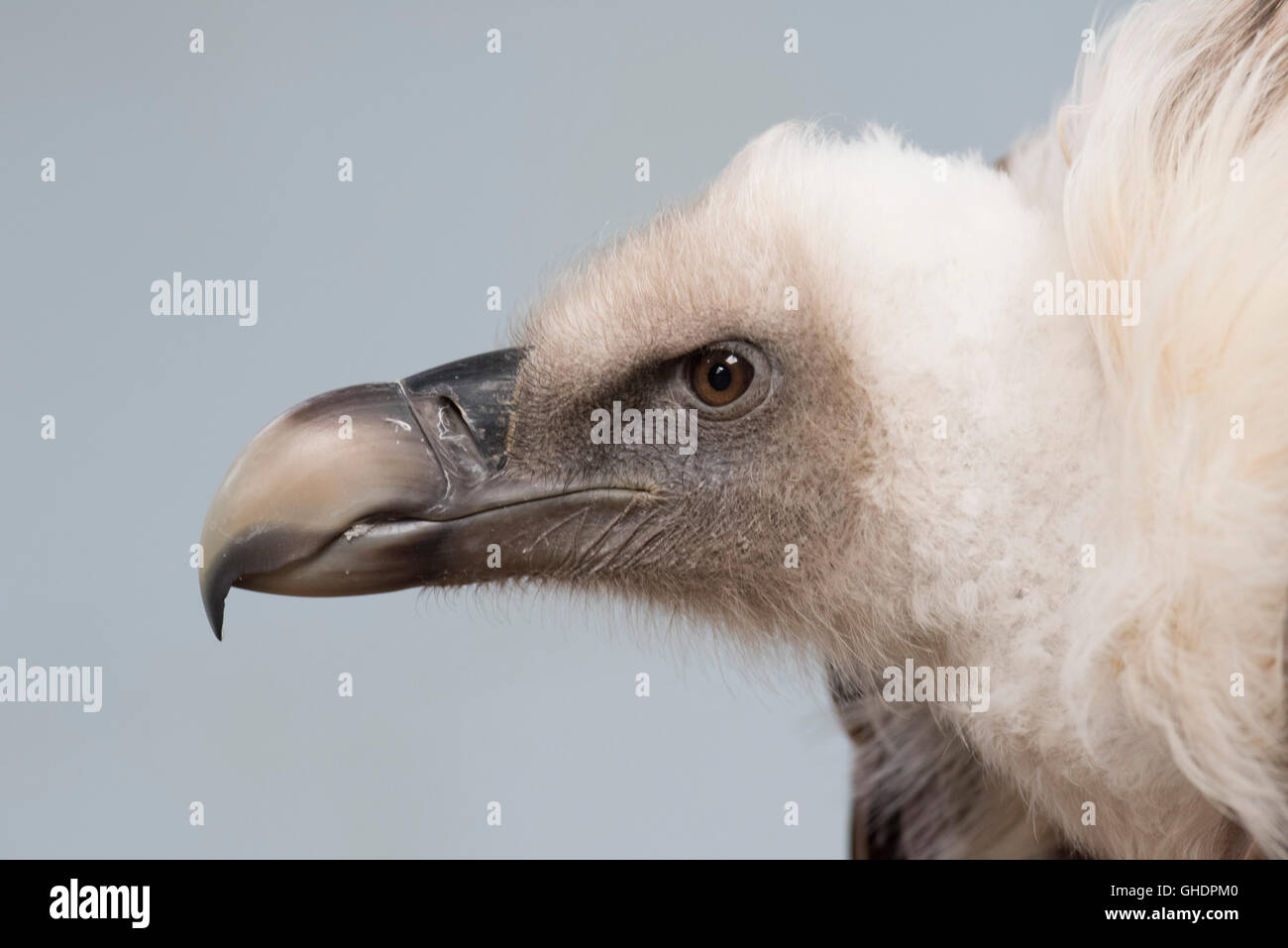 Griffon Vulture High Resolution Stock Photography and Images - Alamy