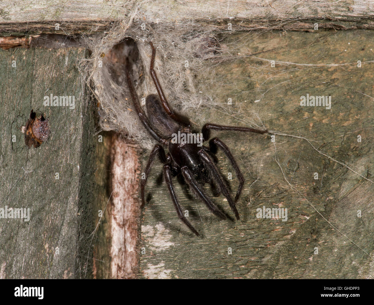Segestria florentina Spider UK Stock Photo - Alamy