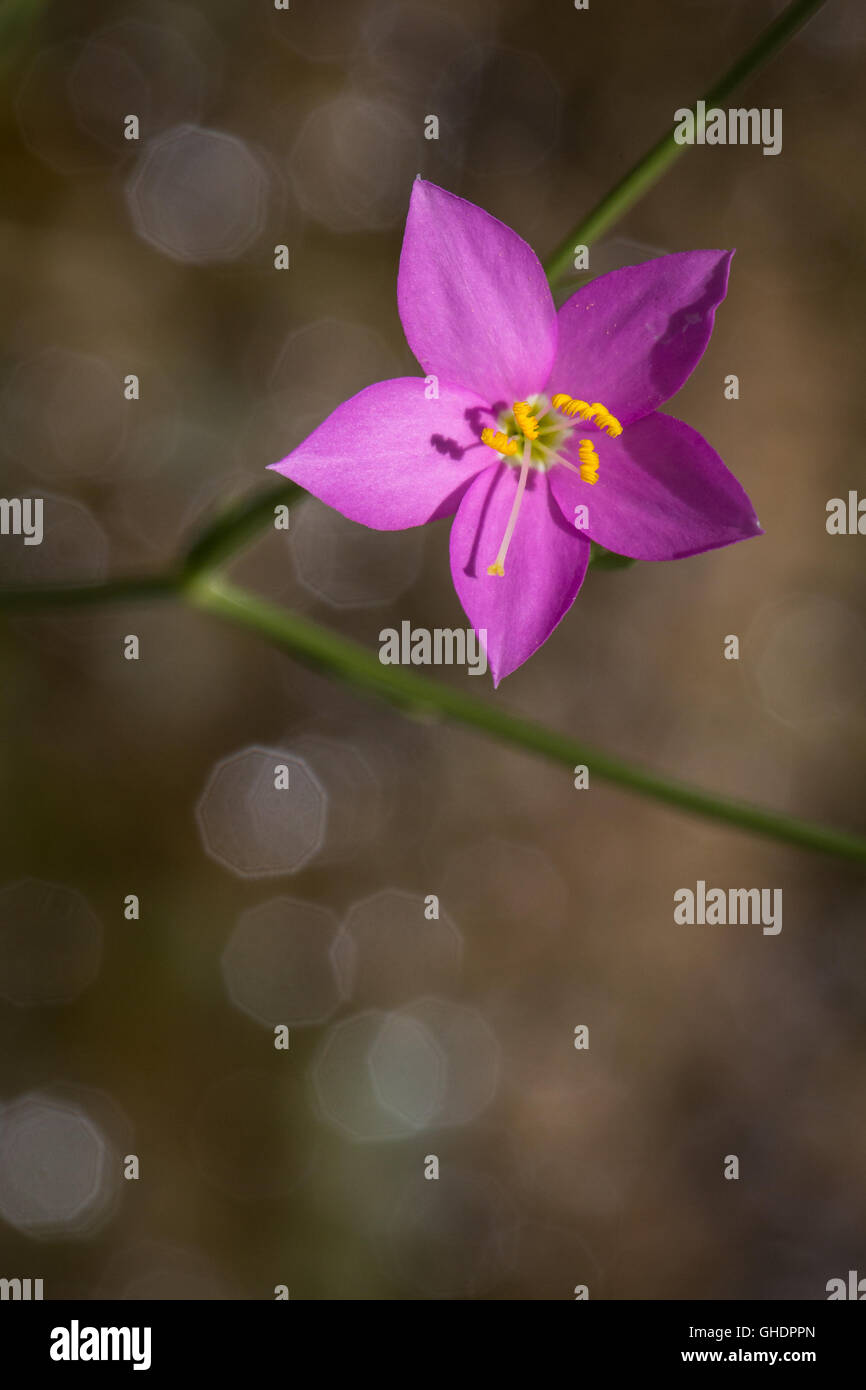 Desert rose chihuahuan desert hi-res stock photography and images - Alamy