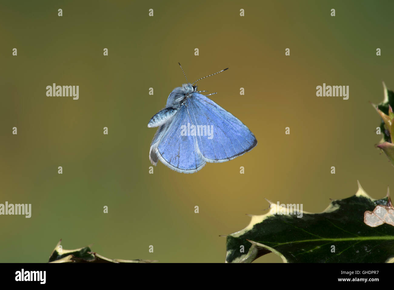 Holly blue butterfly male uk hi-res stock photography and images - Alamy