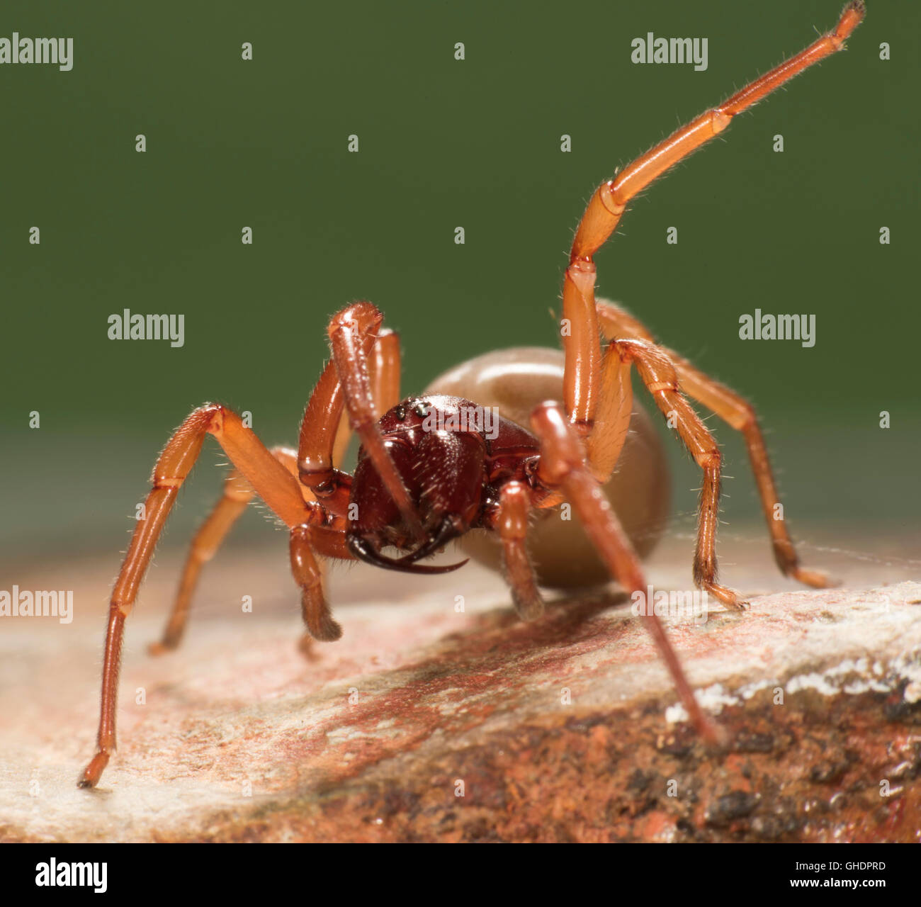 Woodlouse Spider Dysdera crocata UK Stock Photo - Alamy