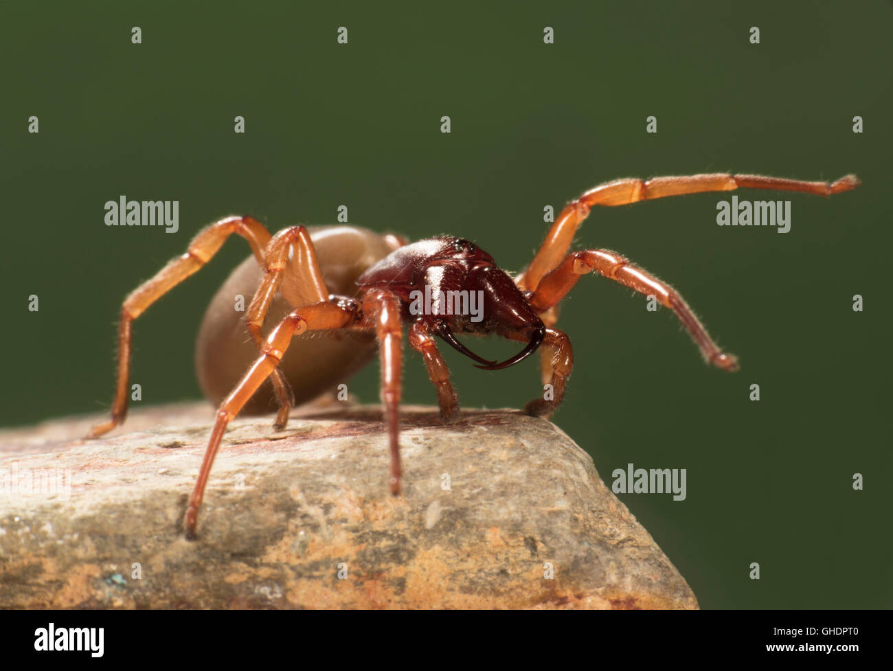 Woodlouse Spider Dysdera crocata UK Stock Photo - Alamy