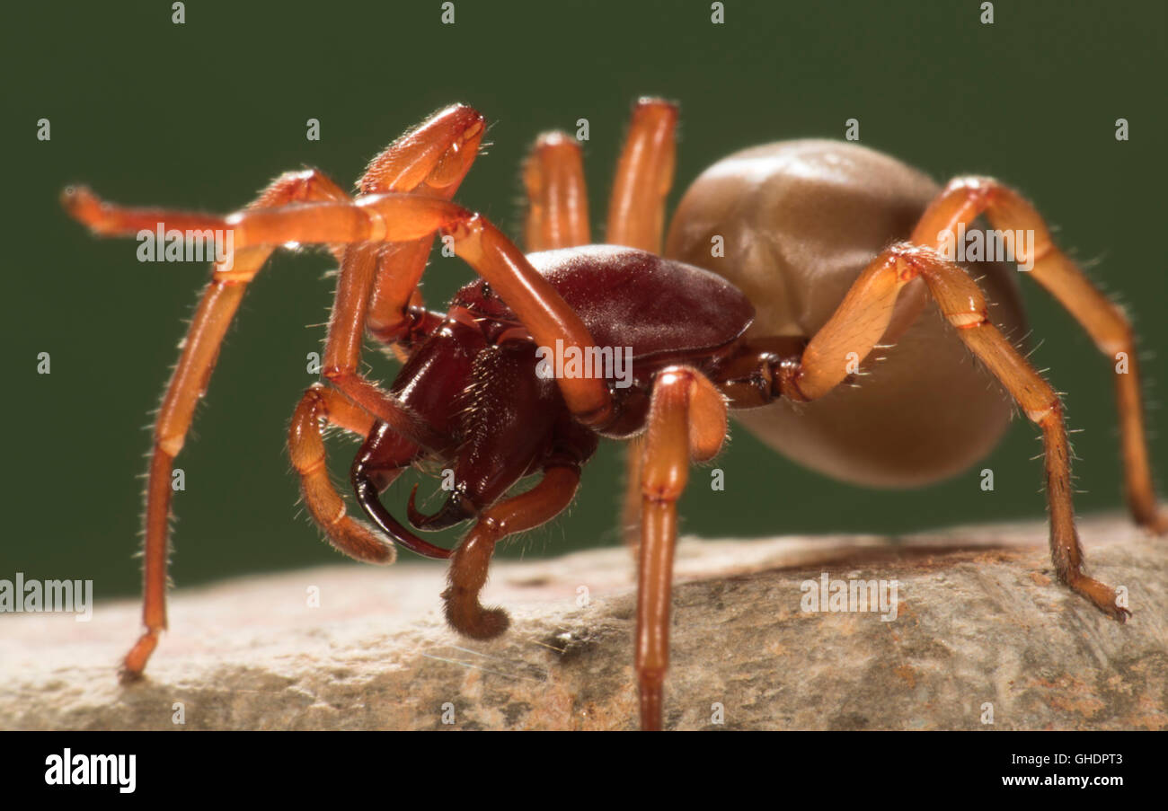 Red woodlouse spider hi-res stock photography and images - Alamy