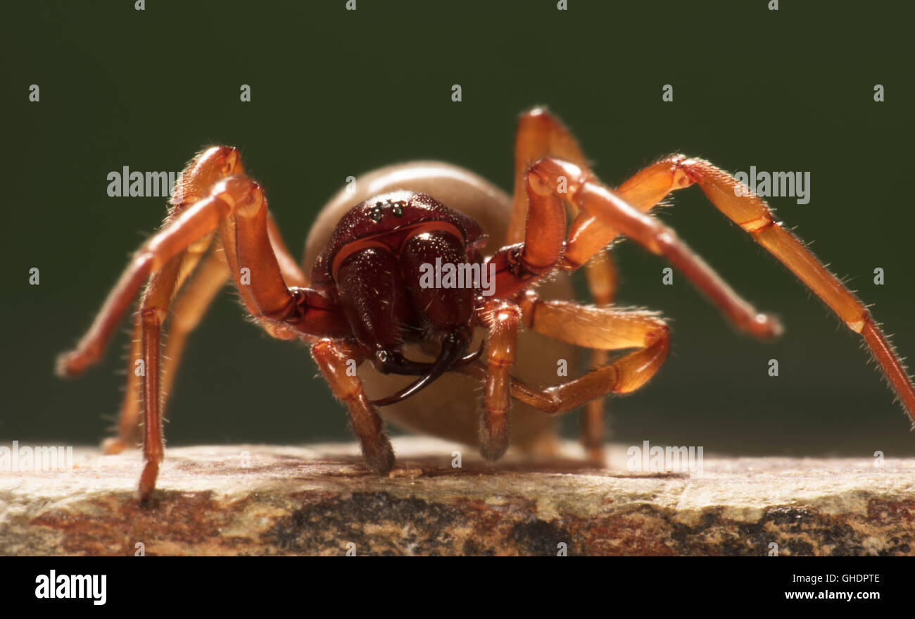 Woodlouse Spider Dysdera crocata UK Stock Photo - Alamy