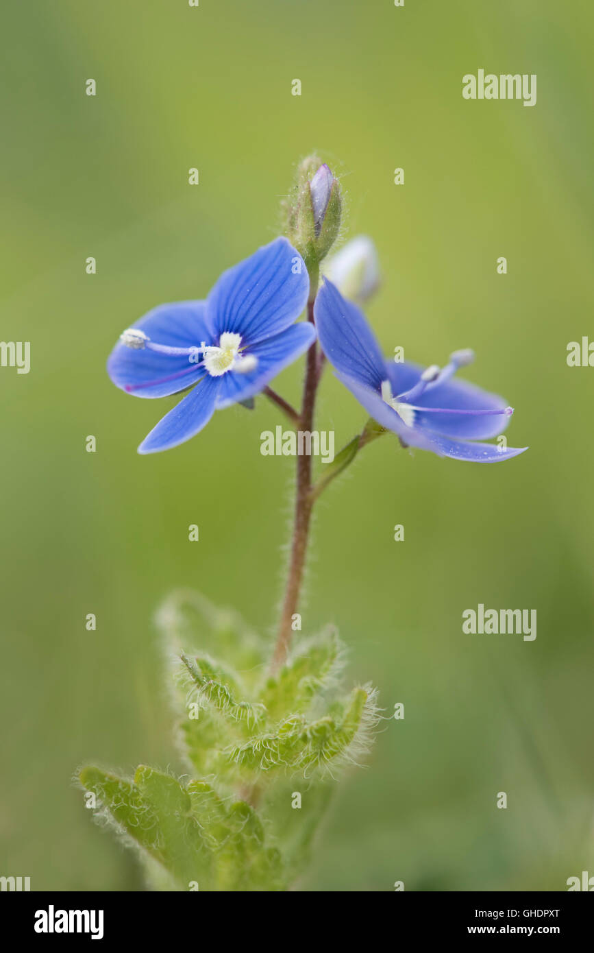 Germander Speedwell Veronica chamaedrys UK Stock Photo - Alamy