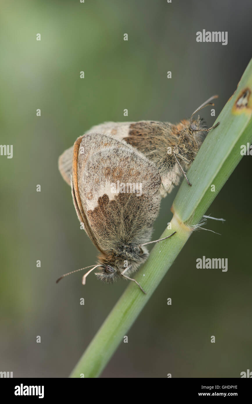 Small Heath Butterflies Pair mating UK Stock Photo - Alamy