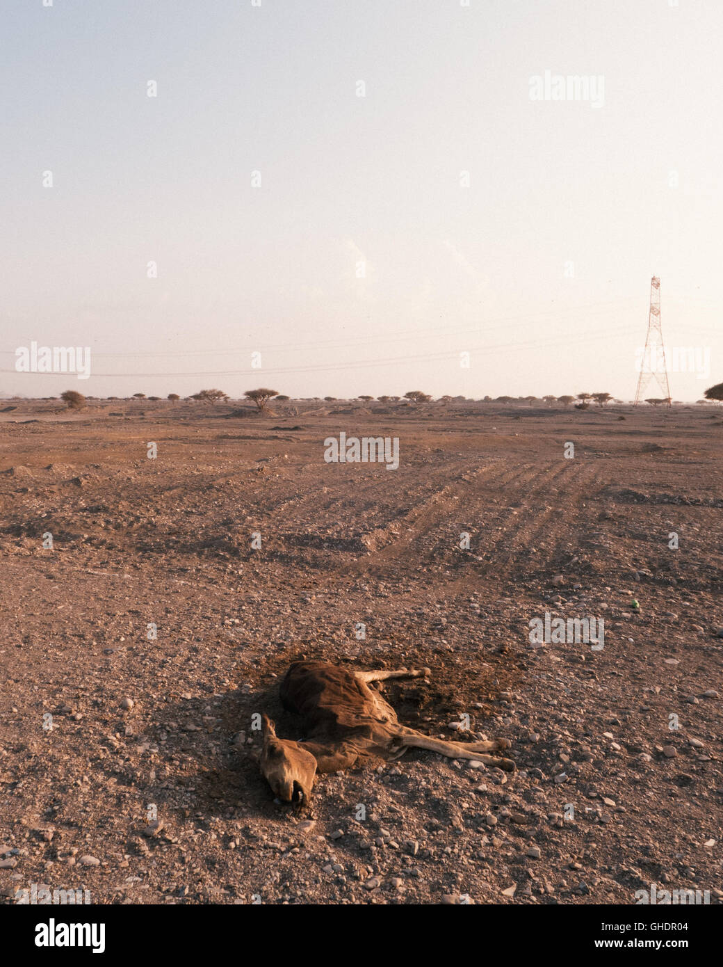 The Dead Donkey High Resolution Stock Photography and Images - Alamy