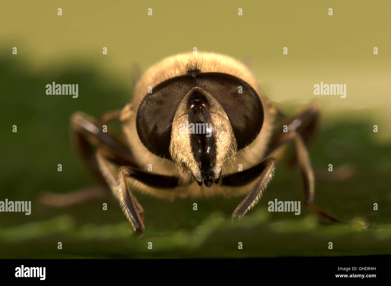 Common Drone Fly Eristalis tenax Stock Photo - Alamy