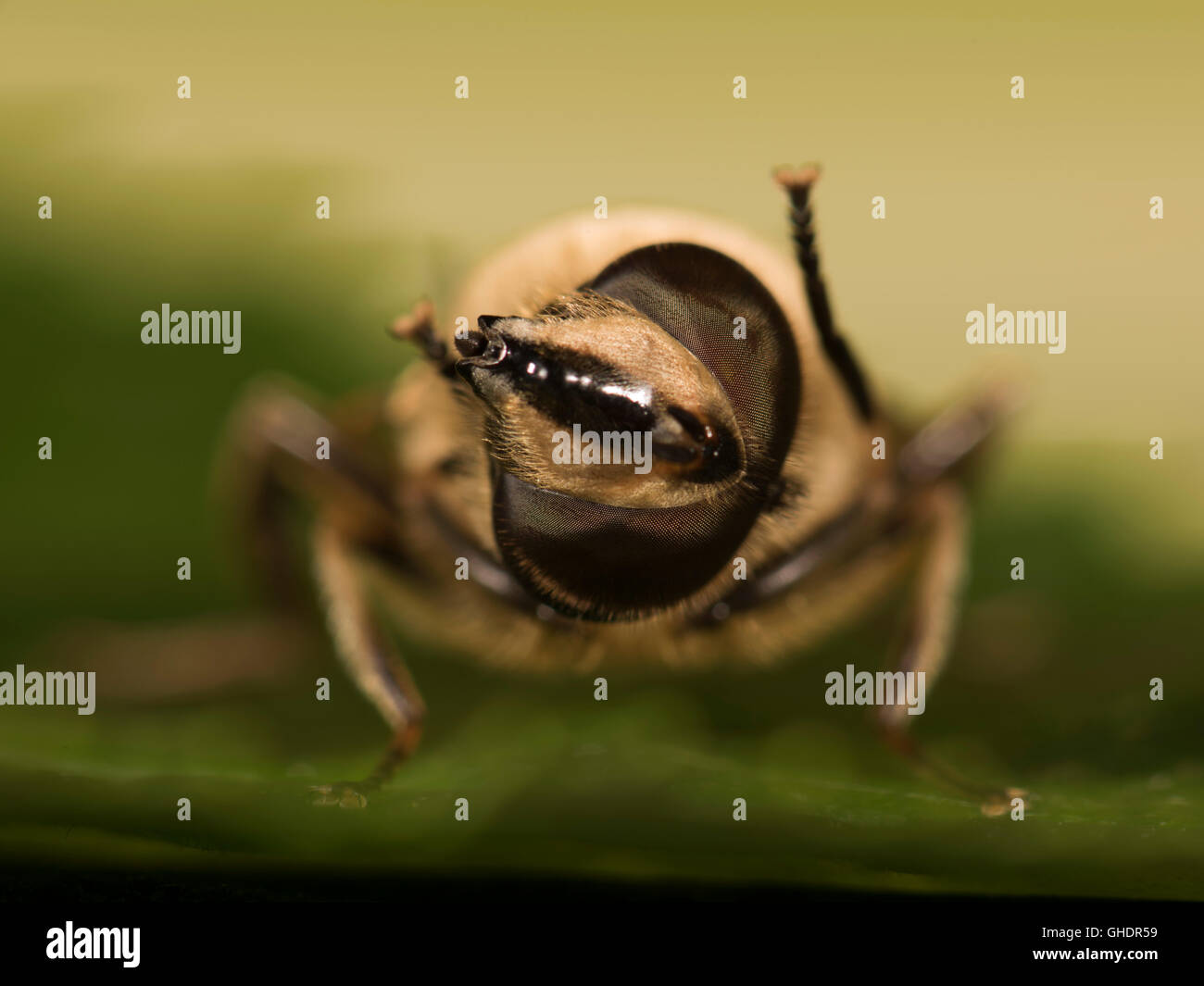 Common Drone Fly Eristalis tenax Stock Photo - Alamy