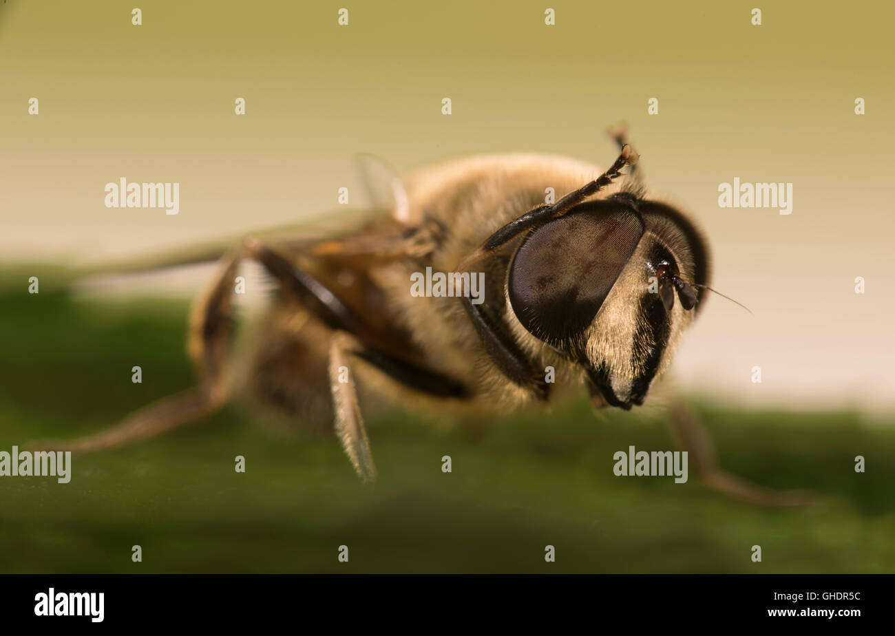 Common Drone Fly Eristalis tenax Stock Photo - Alamy