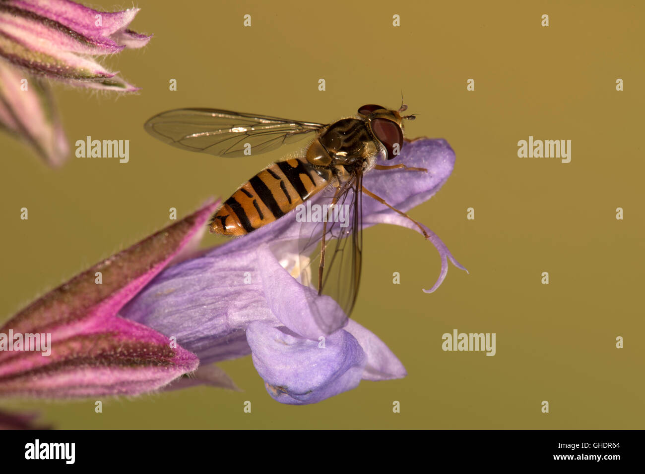 Episyrphus balteatus hi-res stock photography and images - Alamy