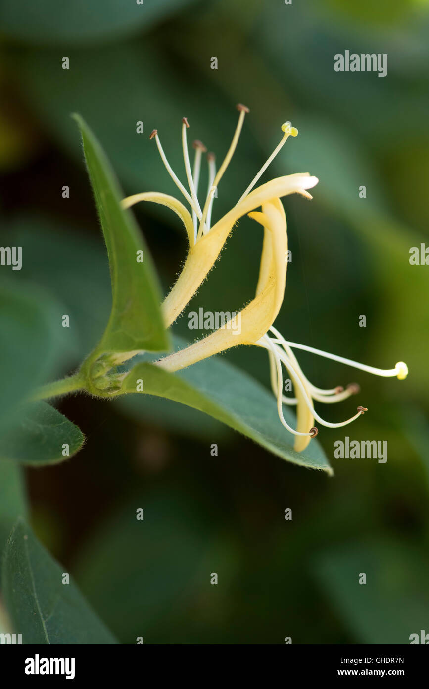 Lonicera hi-res stock photography and images - Alamy
