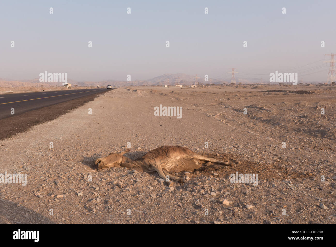The dead donkey hi-res stock photography and images - Alamy
