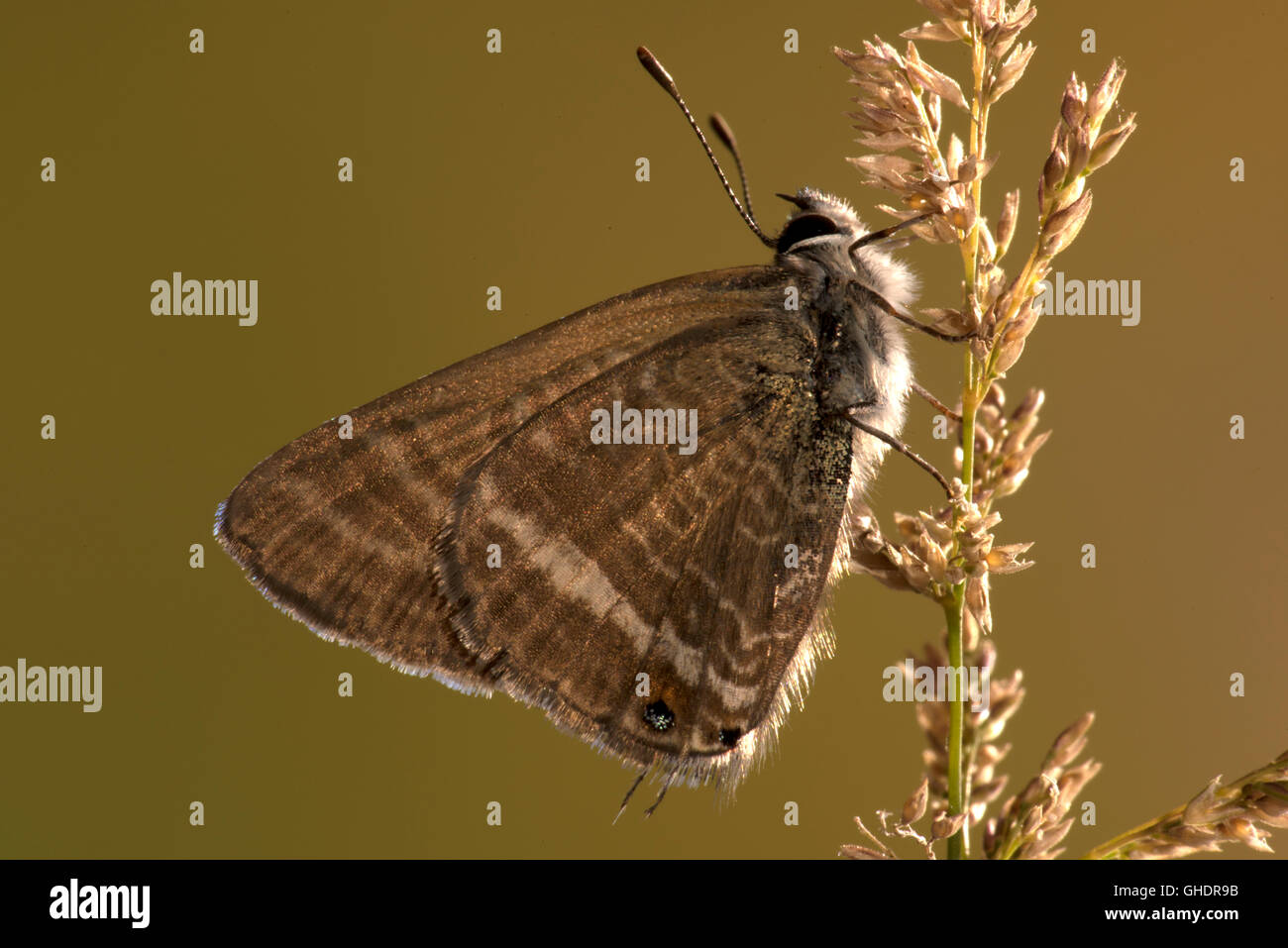 Long Tailed Blue Butterfly Lampides boeticus Stock Photo - Alamy