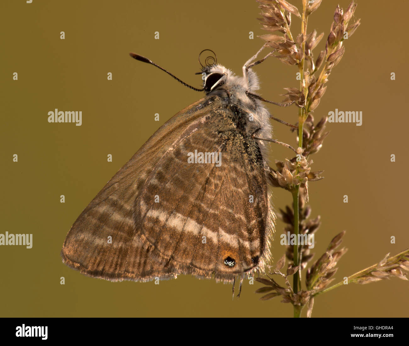 Long Tailed Blue Butterfly Lampides boeticus Stock Photo - Alamy