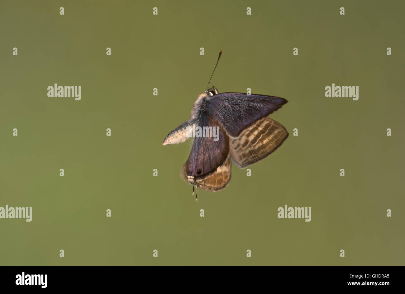 Long Tailed Blue Butterfly Lampides boeticus Stock Photo - Alamy