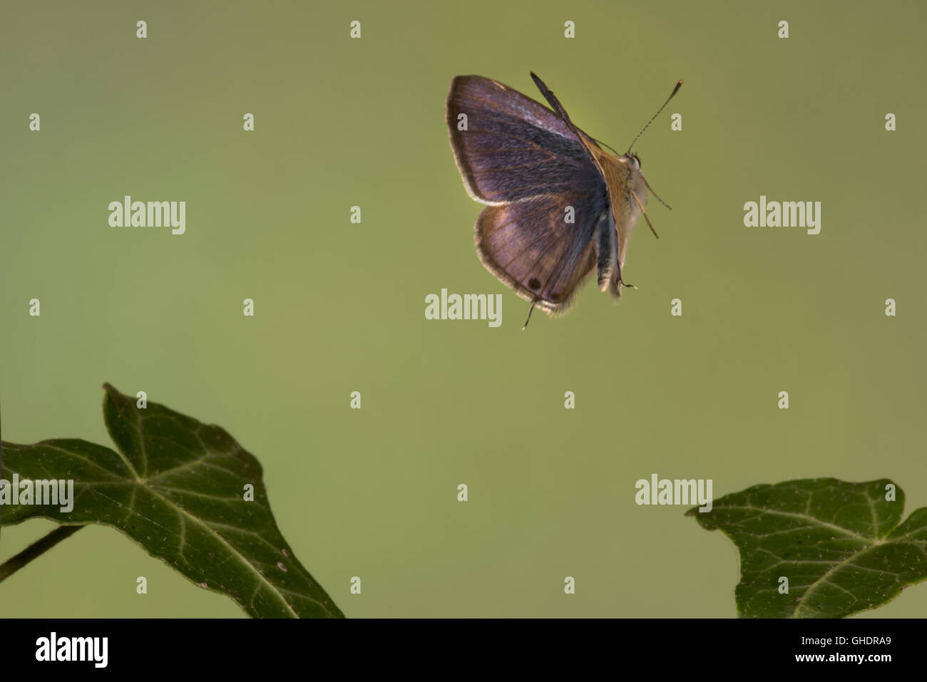 Long Tailed Blue Butterfly Lampides boeticus Stock Photo - Alamy