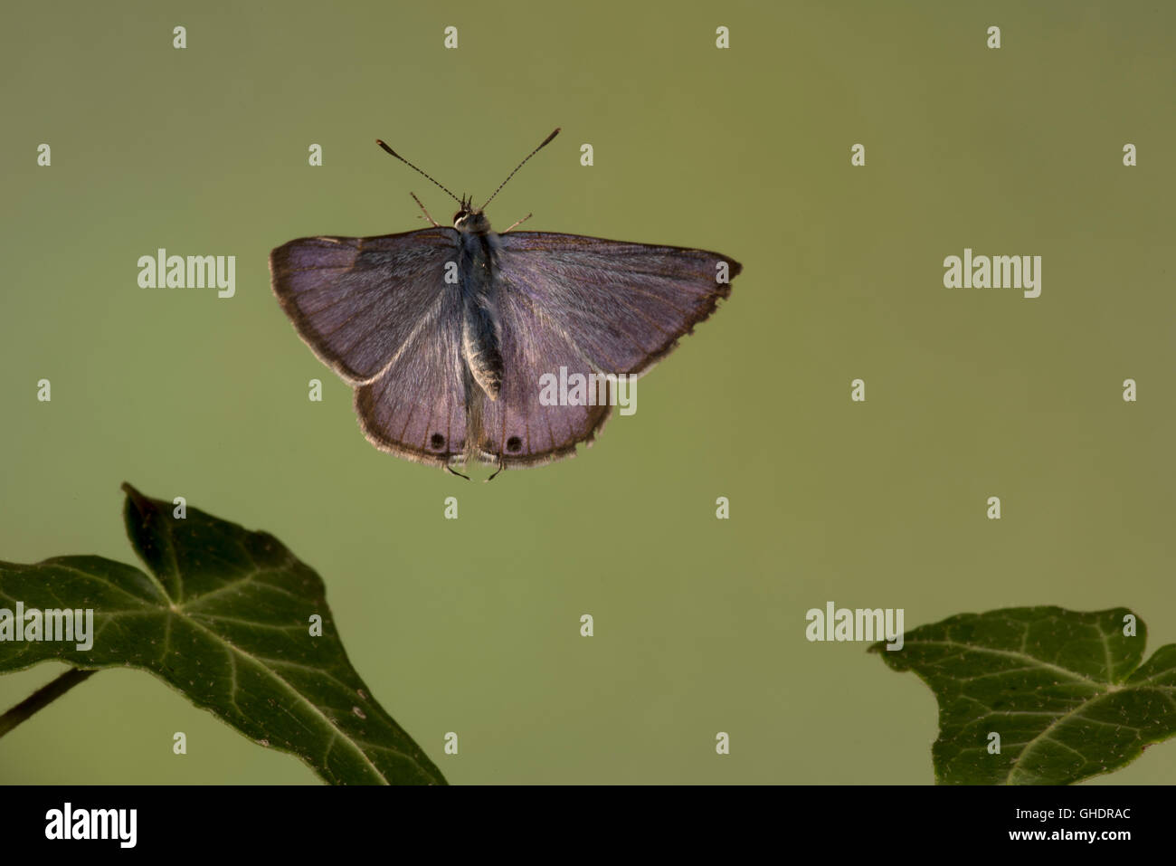 Long Tailed Blue Butterfly Lampides boeticus Stock Photo - Alamy