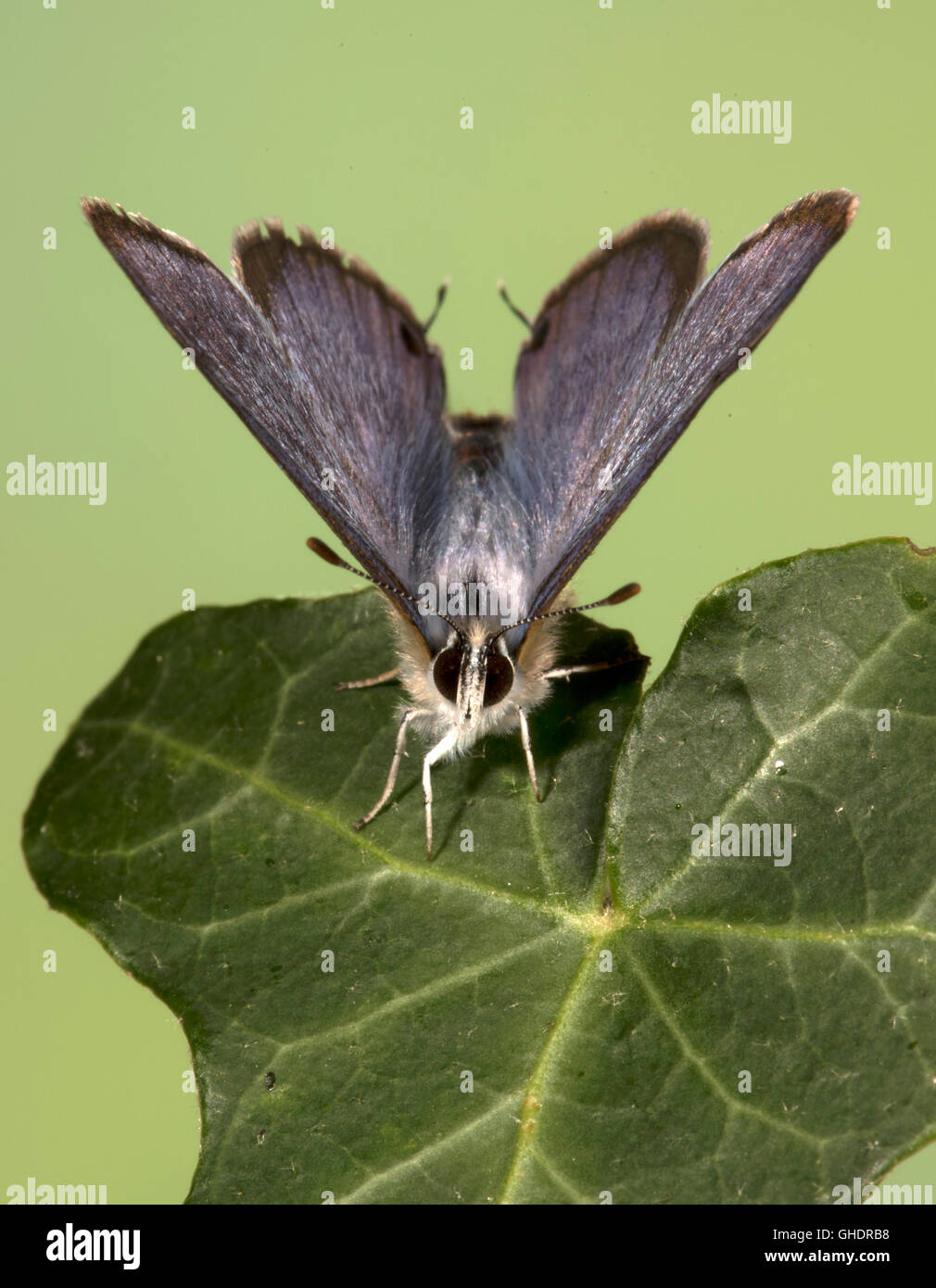 Long Tailed Blue Butterfly Lampides boeticus Stock Photo - Alamy
