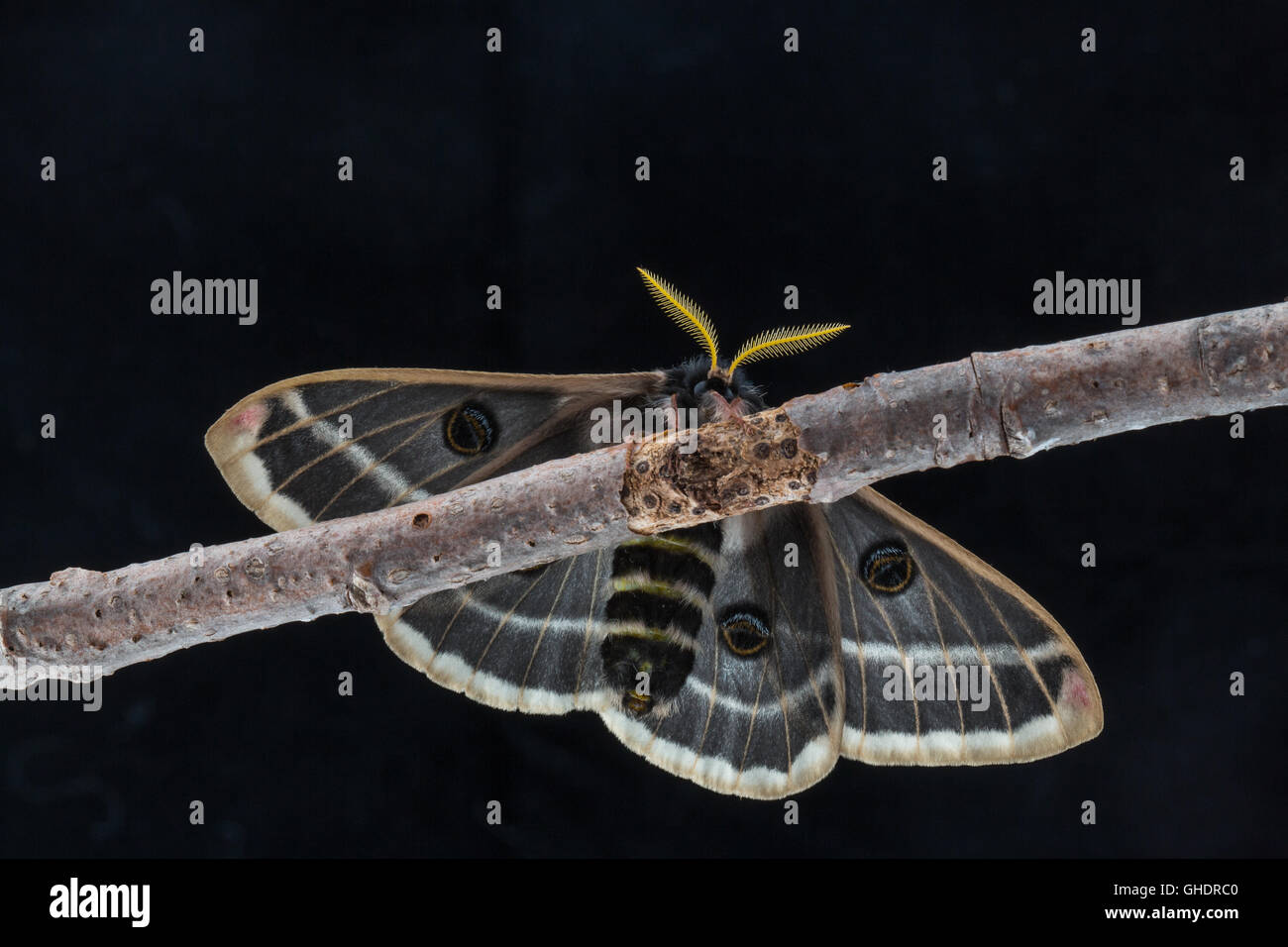 A beautiful male Rocky Mountain Agapema, Agapema homogena, silk moth ...