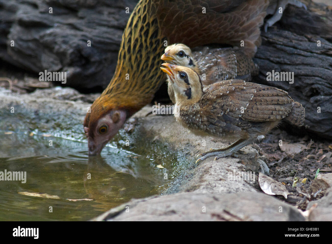 A female Red Junglefowl (Gallus gallus spadiceus) and her chicks ...
