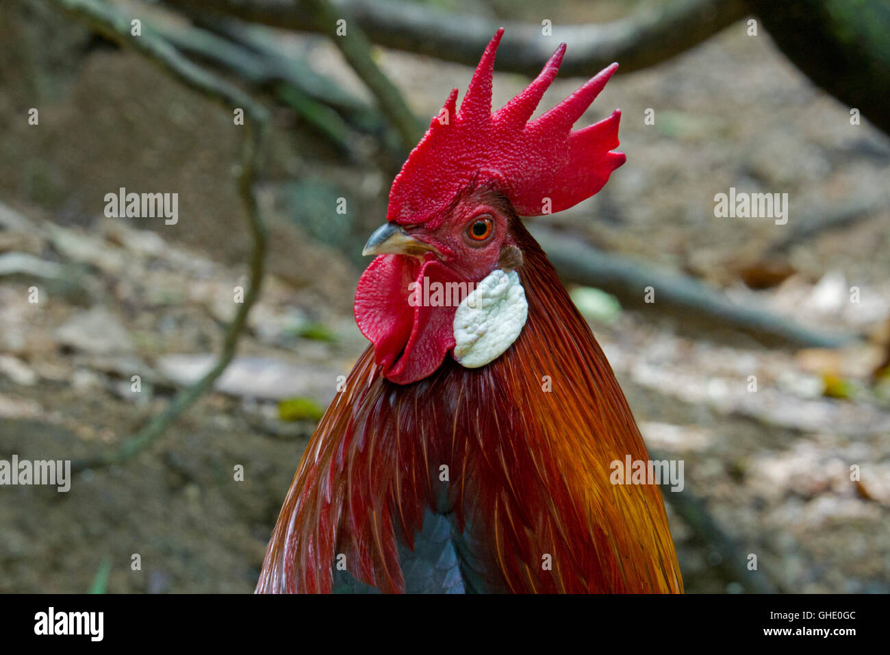 Gallus gallus red junglefowl hi-res stock photography and images - Alamy