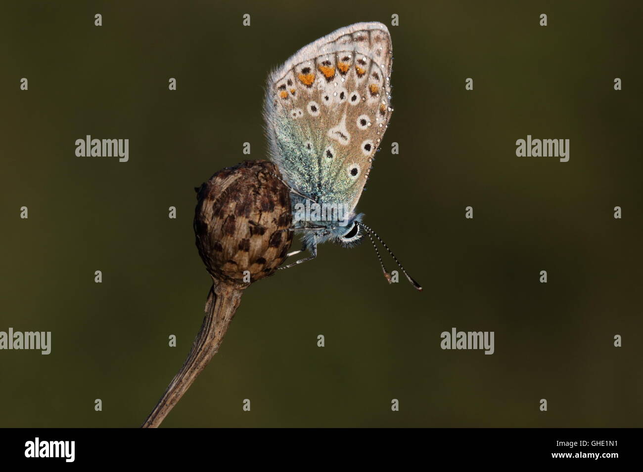 Male Common Blue Butterfly Stock Photo - Alamy