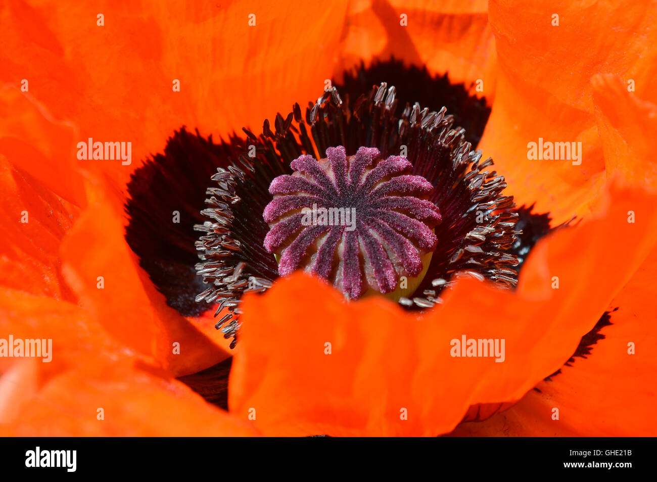 Beautiful orange Oriental poppy flower (Papaver orientale Stock Photo ...