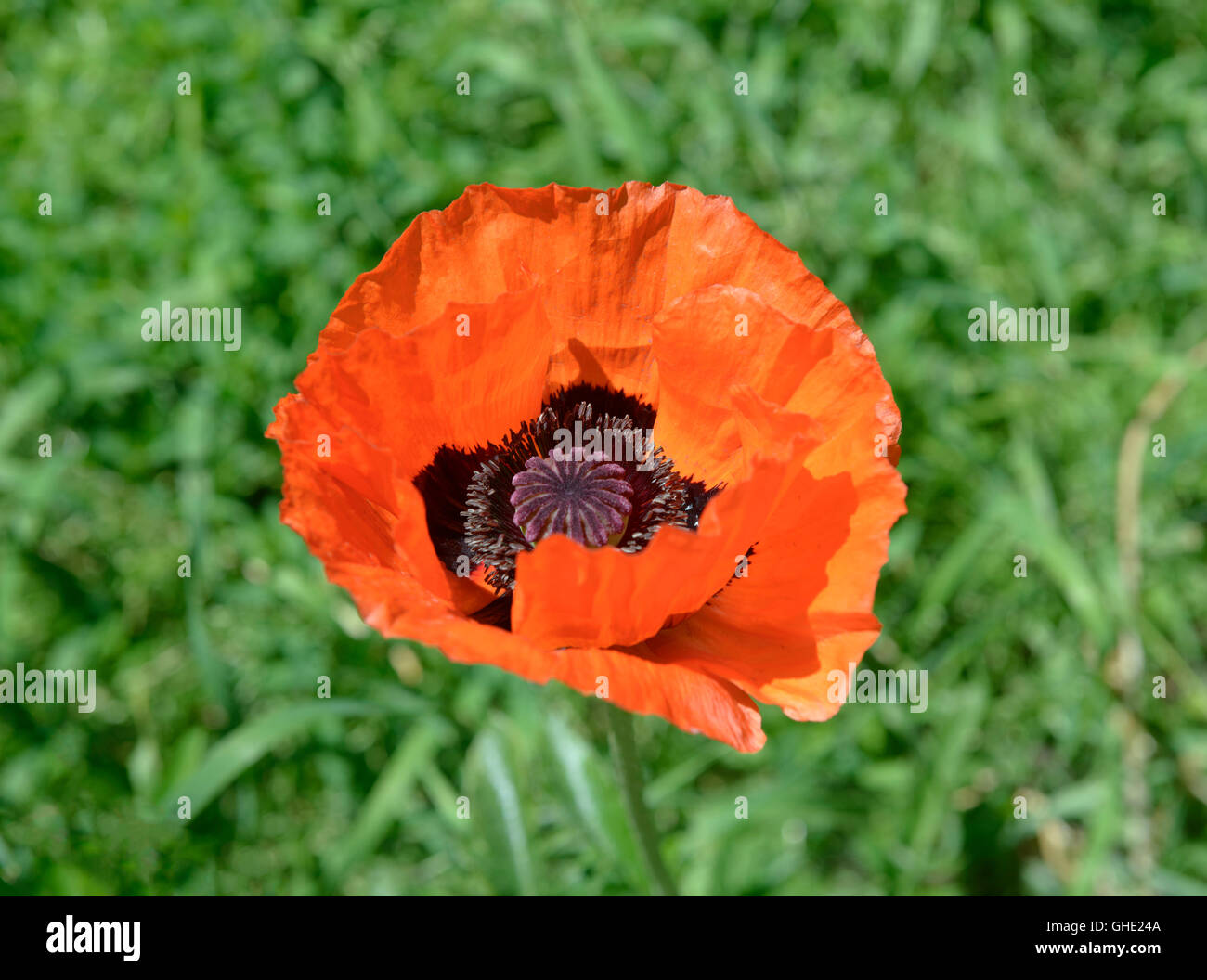 Beautiful orange Oriental poppy flower (Papaver orientale Stock Photo ...