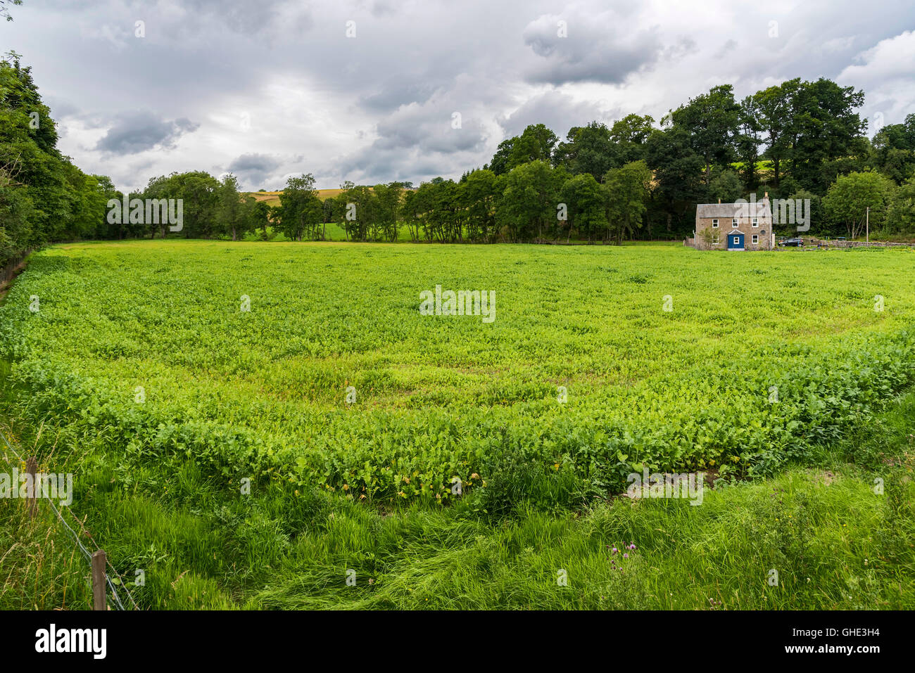 Farm field Perthshire Stock Photo - Alamy