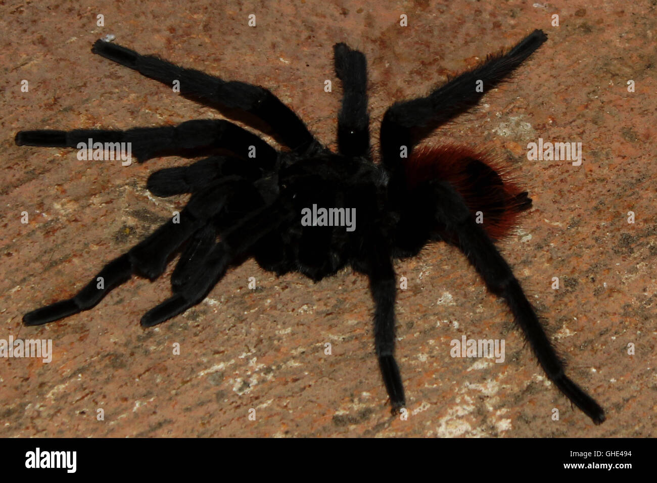 Epic spider hi-res stock photography and images - Alamy