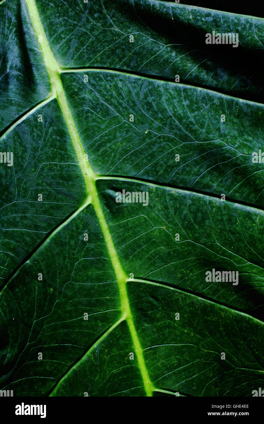 Ribs of a leaf hi-res stock photography and images - Alamy