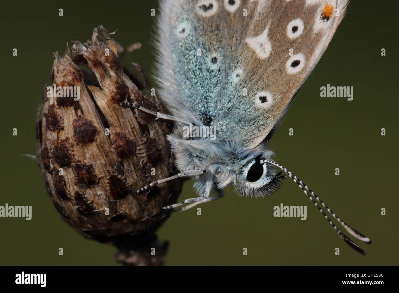 Male Common Blue Butterfly Stock Photo - Alamy