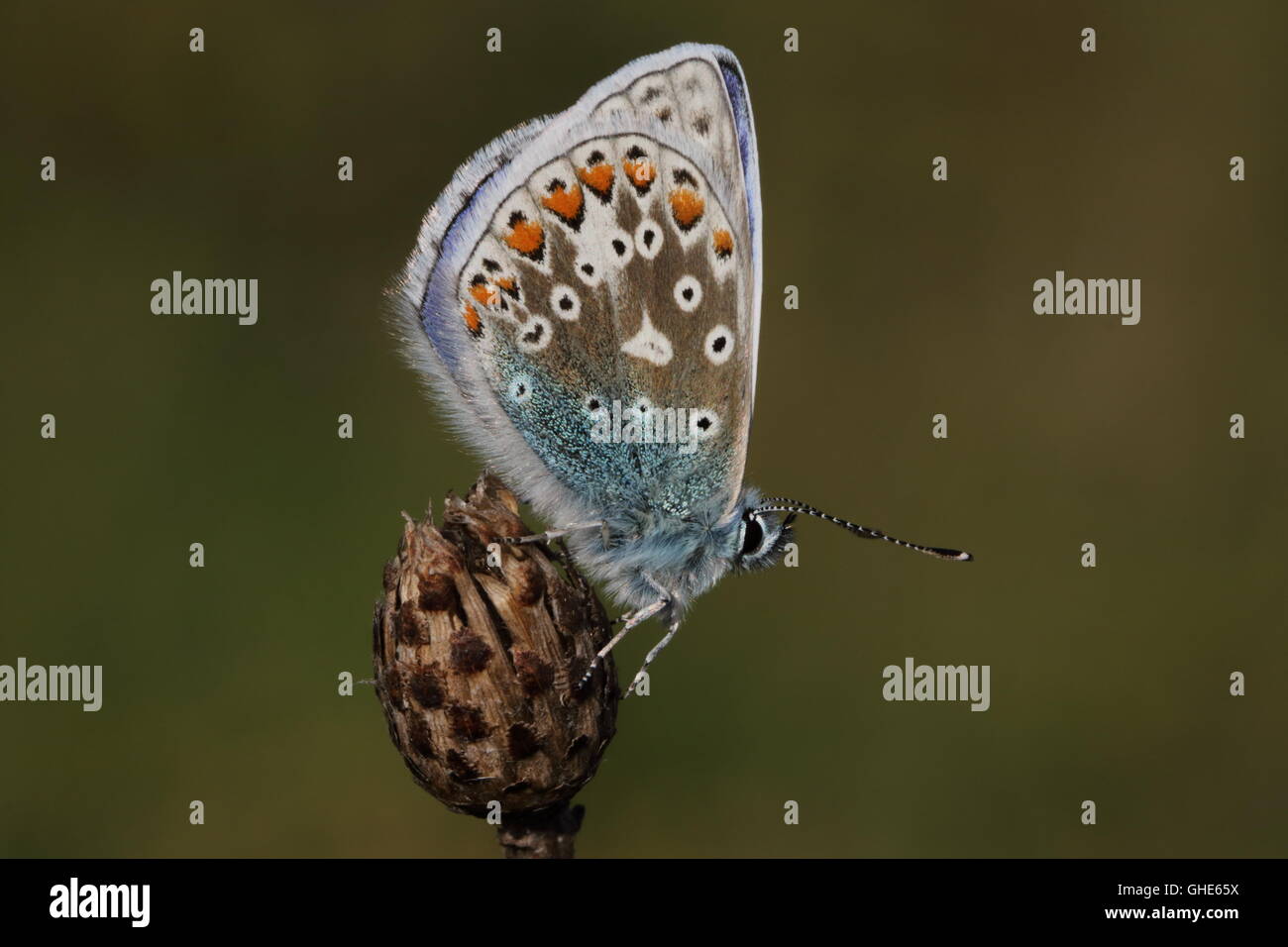 Male Common Blue Butterfly Stock Photo - Alamy